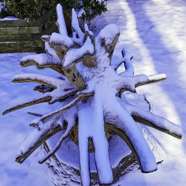 Tree stump in the snow Stock Photos, Royalty Free Tree stump in the ...