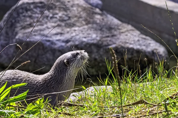 Lutra lutra conocida como río eurasiático, nutria europea, común y del ...