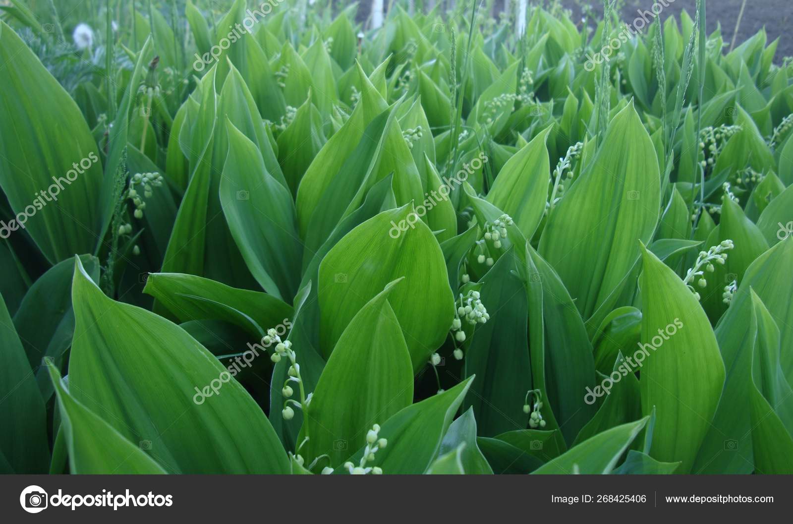 Green background-structure of spring lily of the valley — Stock Photo ...