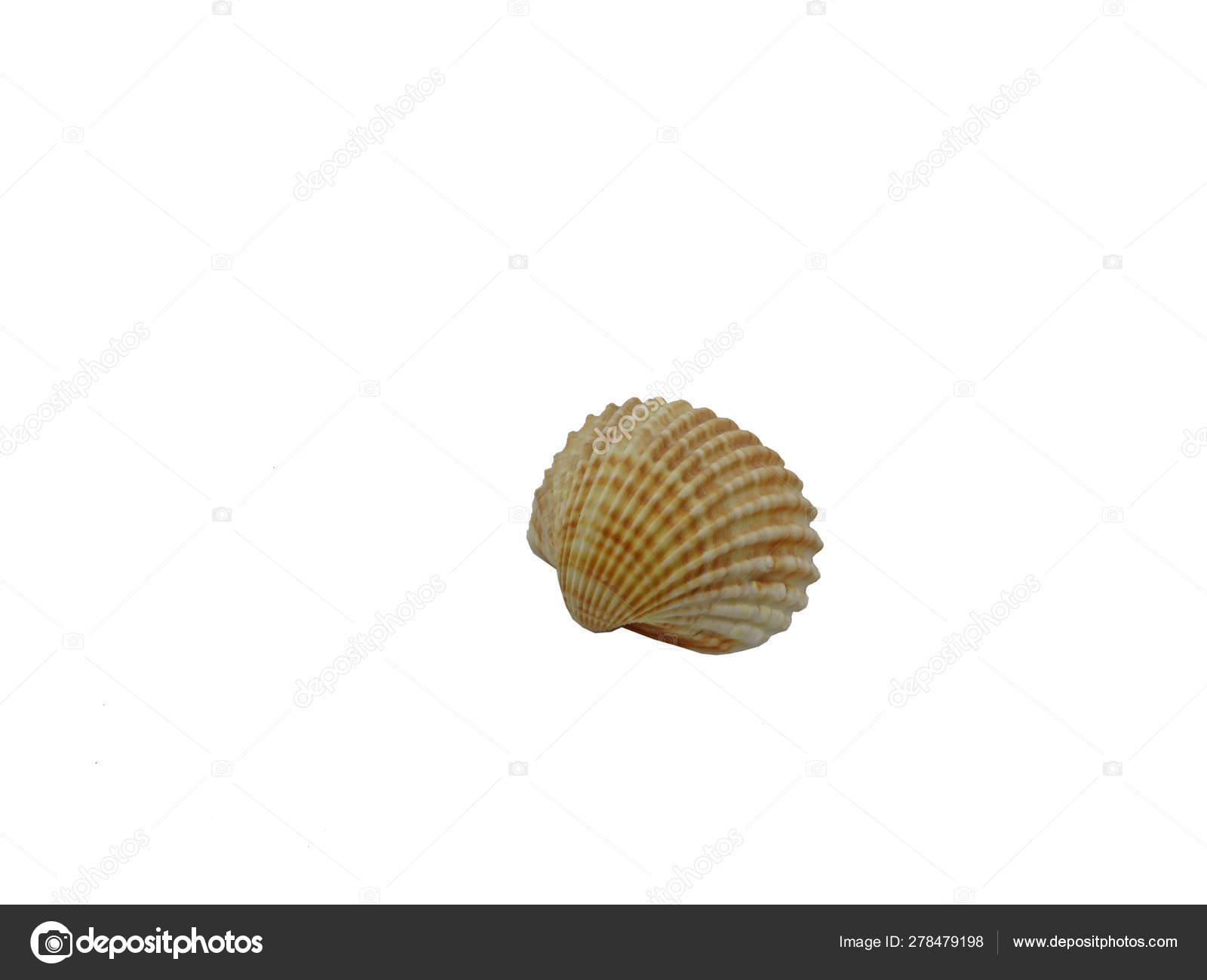 Sea shell on white background — Stock Photo © vial1959 #278479198