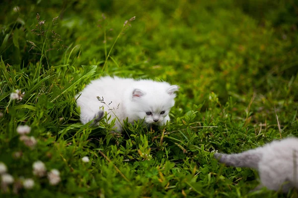 Kittens in nature Stock Photos, Royalty Free Kittens in nature Images ...