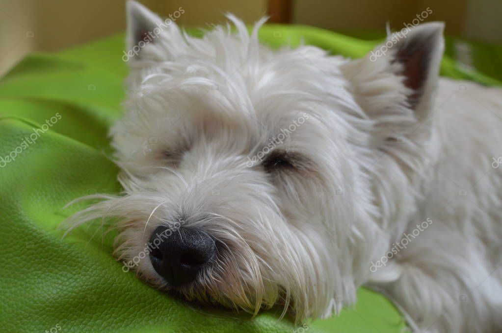 West Highland White Terrier acostado en su cama durmiendo. Westy ...