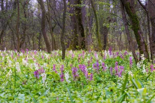 Forest of flowers Stock Photos, Royalty Free Forest of flowers Images ...
