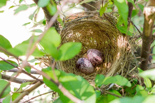 Nido de robin fotos de stock, imágenes de Nido de robin sin royalties ...