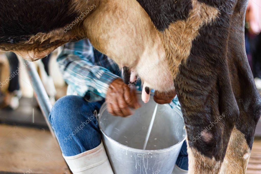 Motion Man Hand Milking Cow Hand Cow Standing Corral Dairy — Stock ...