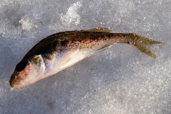 Ruff Stock Photos, Royalty Free Ruff Images | Depositphotos®