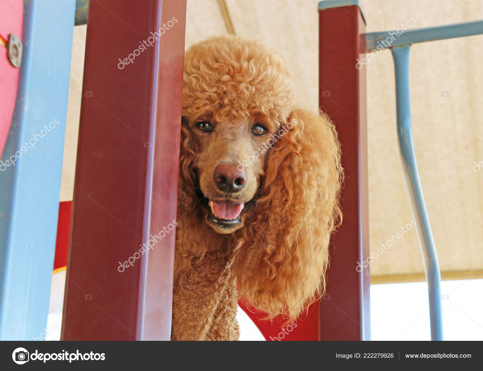 Red Standard Poodle Happy Smiling Face — Stock Photo © mudpaws08@gmail ...