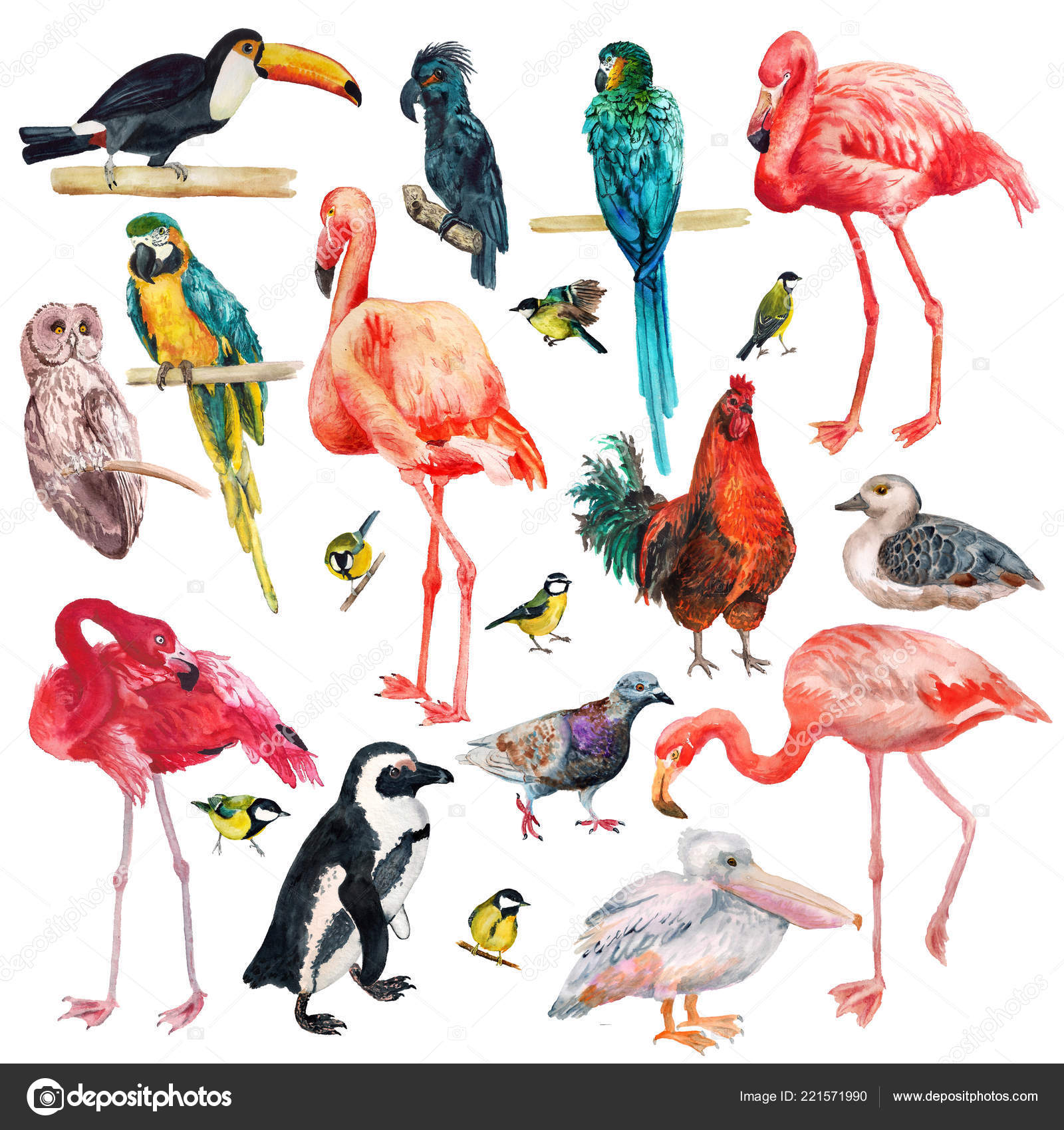 Gran Conjunto Imágenes Acuarela Diferentes Aves Sobre Fondo Blanco ...