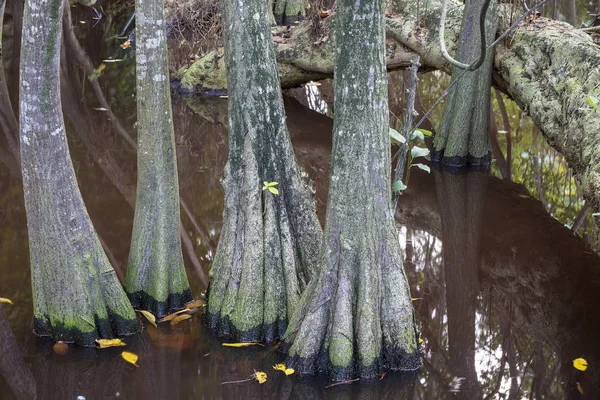 Pirogue cypress trees Stock Photos, Royalty Free Pirogue cypress trees ...