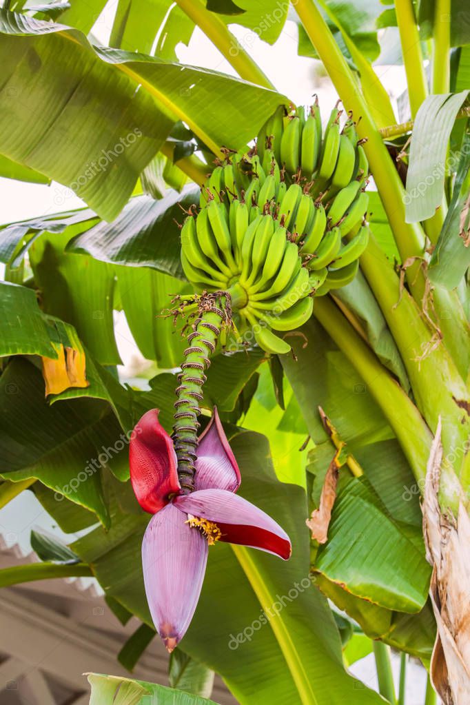 Flor de pl tano y racimo de pl tanos. Flor de pl tano rojo en un pl tano. Planta de pl tano con ...