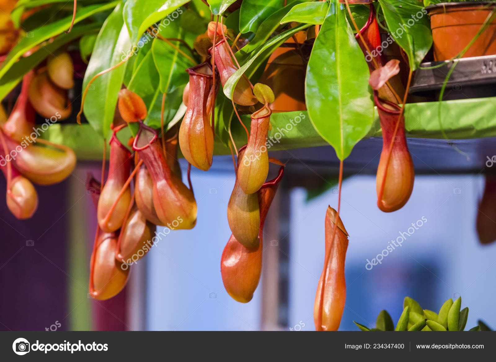 Nepenthes Tropical Pitcher Plants Monkey Cups Insectivorous Plant Stock ...