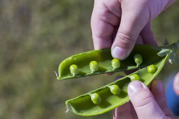 Edible pod pea Stock Photos, Royalty Free Edible pod pea Images ...