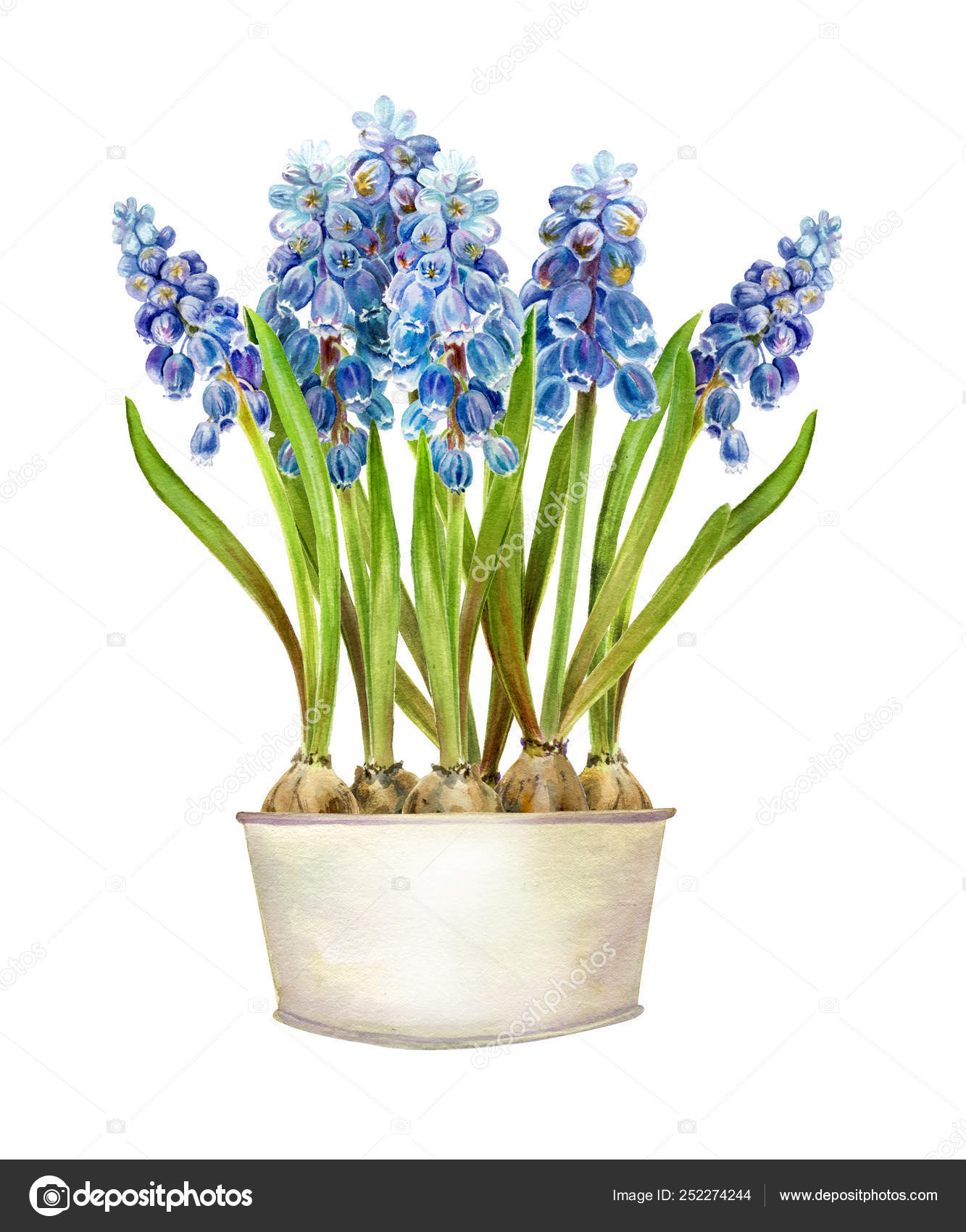 Botanical Illustration Spring Drawing Stock Illustration by ©lena ...