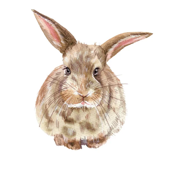 Nyúl rajz Stock fotók, Nyúl rajz Jogdíjmentes képek | Depositphotos