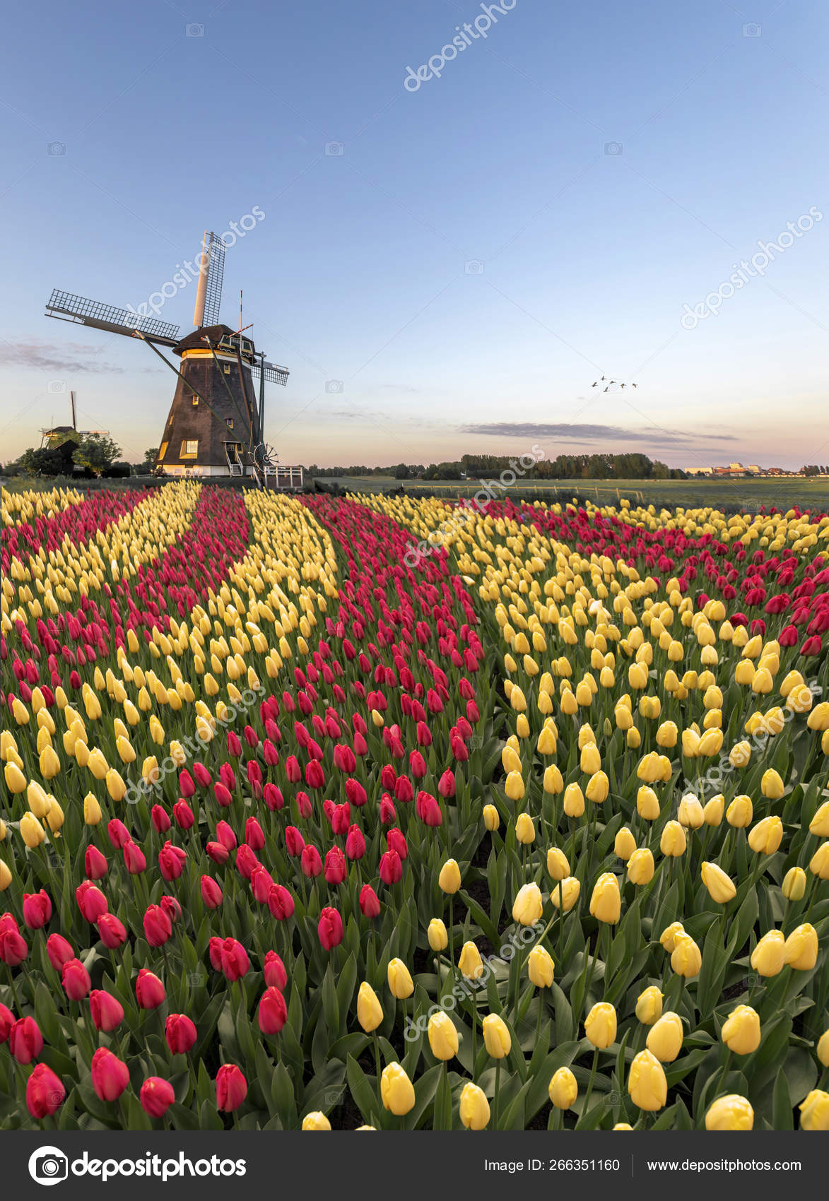 Duo Color Red Yellow Tulips Flowers Blooming Curve Shape Dutch — Stock ...