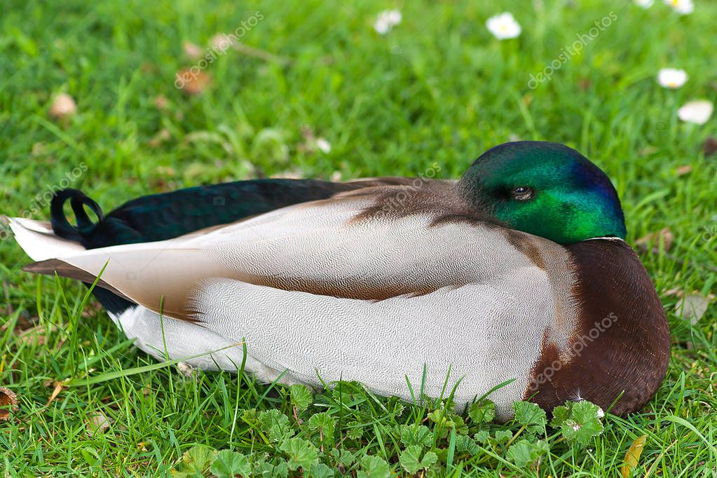 Primer plano mostrando los intensos colores del plumaje de un pato ...