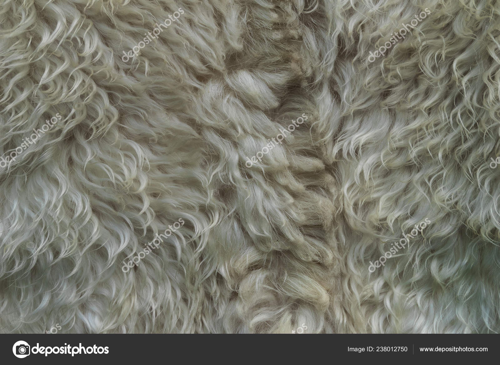 Skin White Fur Strands White Hair Unwashed Dirty Wool Sheep — Stock ...