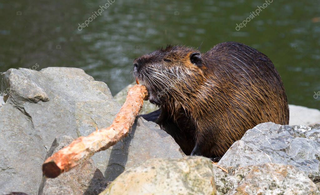 Myocastor coypus, único mamífero en su hábitat natural Masticar madera 2023