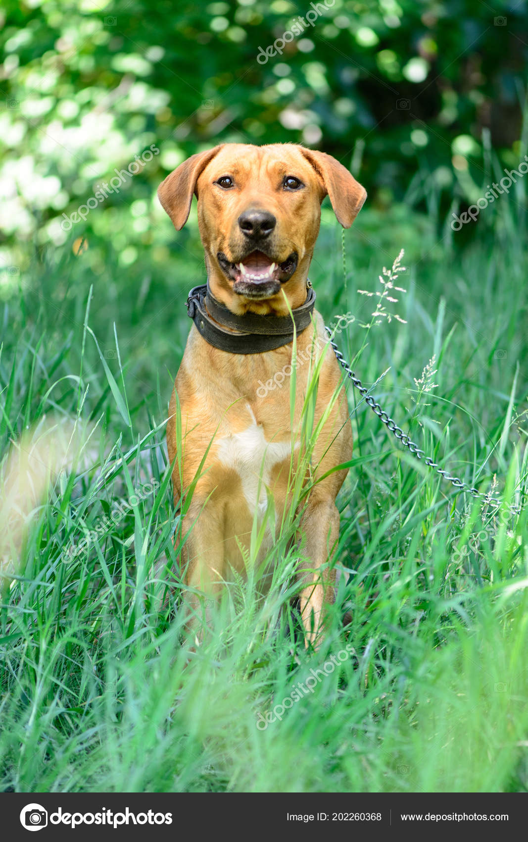 Dog Portrait Pet Theme Red Staffordshire Terrier Stock Photo by ©Inna ...
