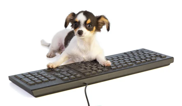 Dog programmer fotos de stock, imágenes de Dog programmer sin royalties ...