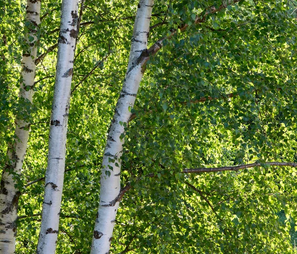 Birch tree foliage in summer. Natural background - a summer birch tree ...