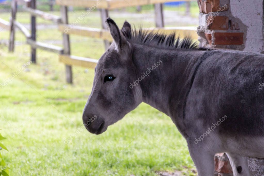 Curioso burro marrón de orejas grandes que alcanza su punto máximo ...