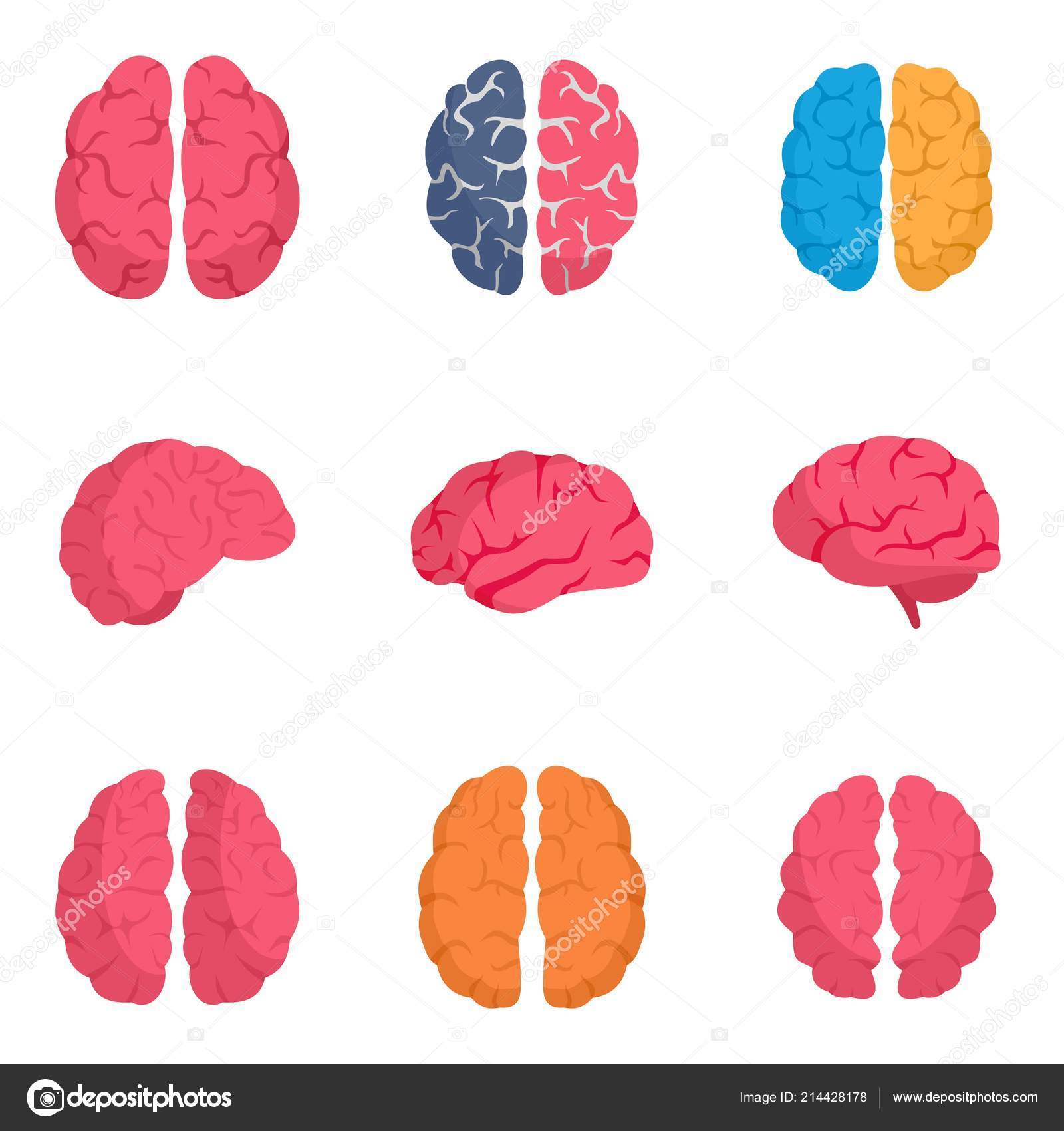 Genius Brain Clipart Pictures