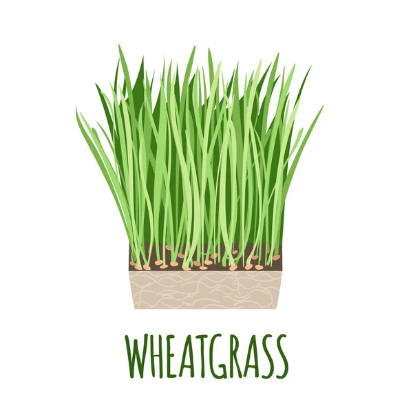 Gerst gras Imágenes Vectoriales, Gráfico Vectorial de Gerst gras ...