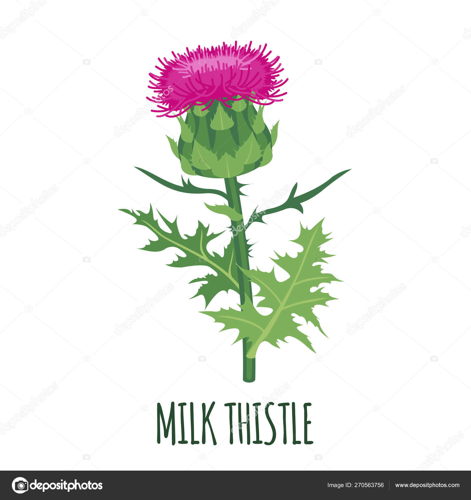 Milk Thistle icon in flat style isolated on white. Stock Vector Image ...