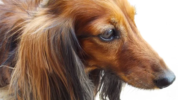 Cachorro dachshund longhair fotos de stock, imágenes de Cachorro ...