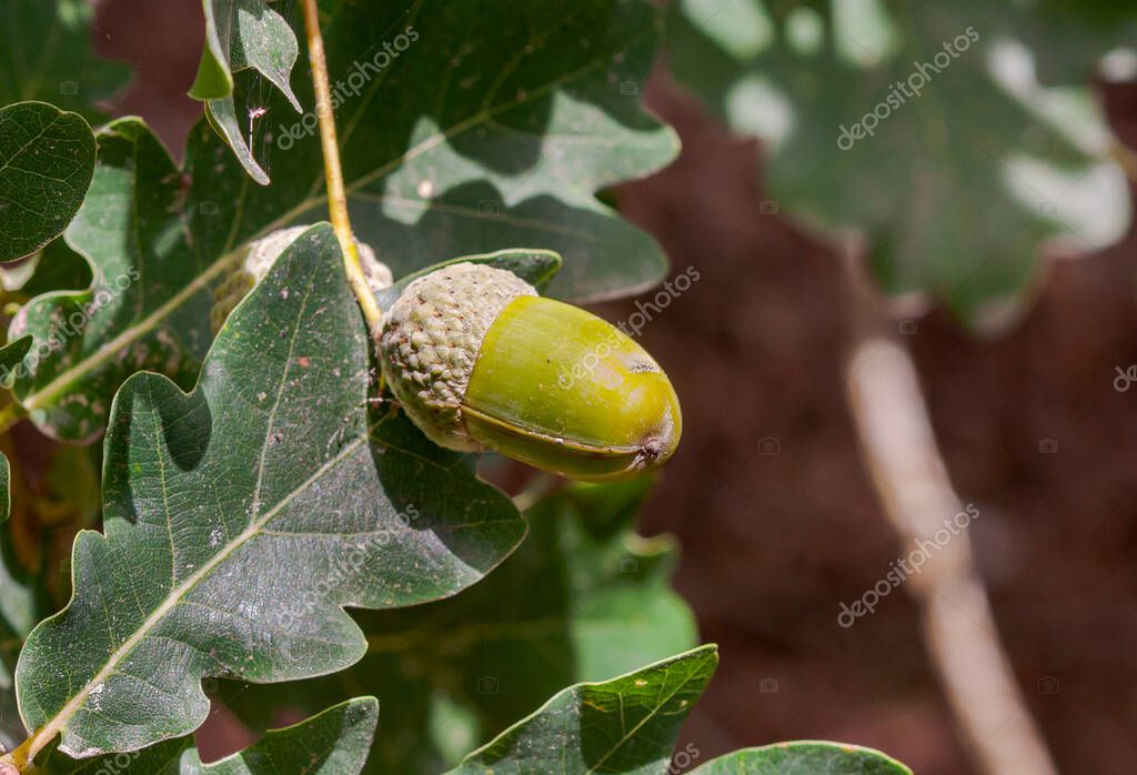 Hojas y frutos de roble común, Quercus robur. Foto tomada en Mimizan ...