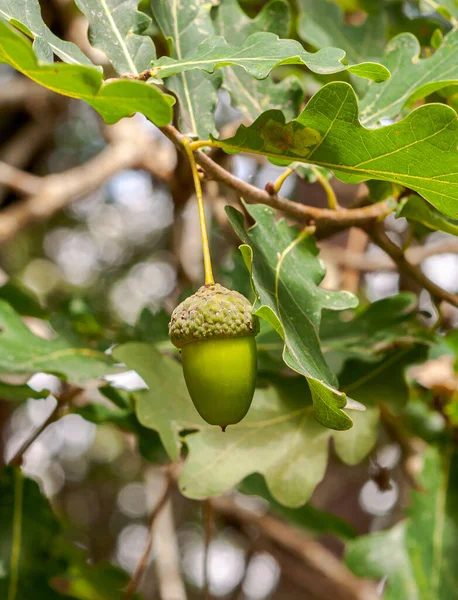 Hojas y frutos de roble común, Quercus robur. Foto tomada en Mimizan ...