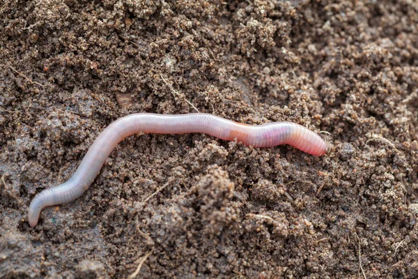 Earthworm Stock Photos, Royalty Free Earthworm Images | Depositphotos