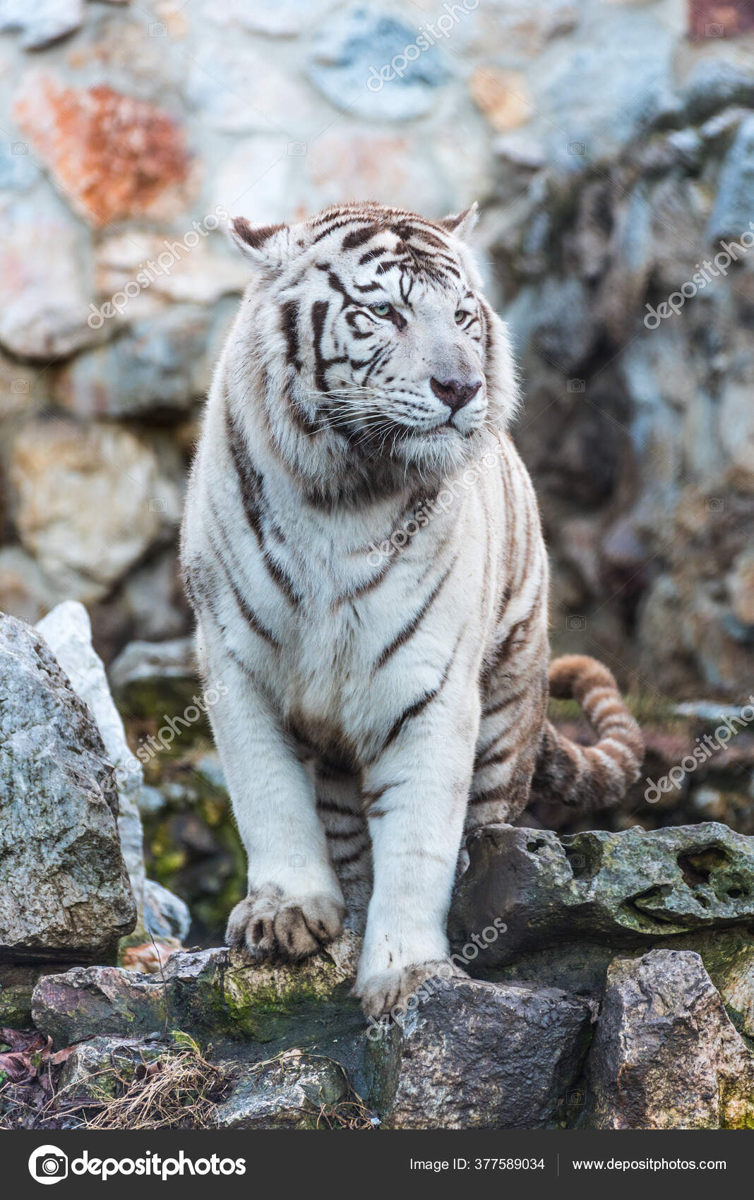 White Bengal Tiger Zoo Belgrade City Serbia — Stock Photo © resulmuslu ...