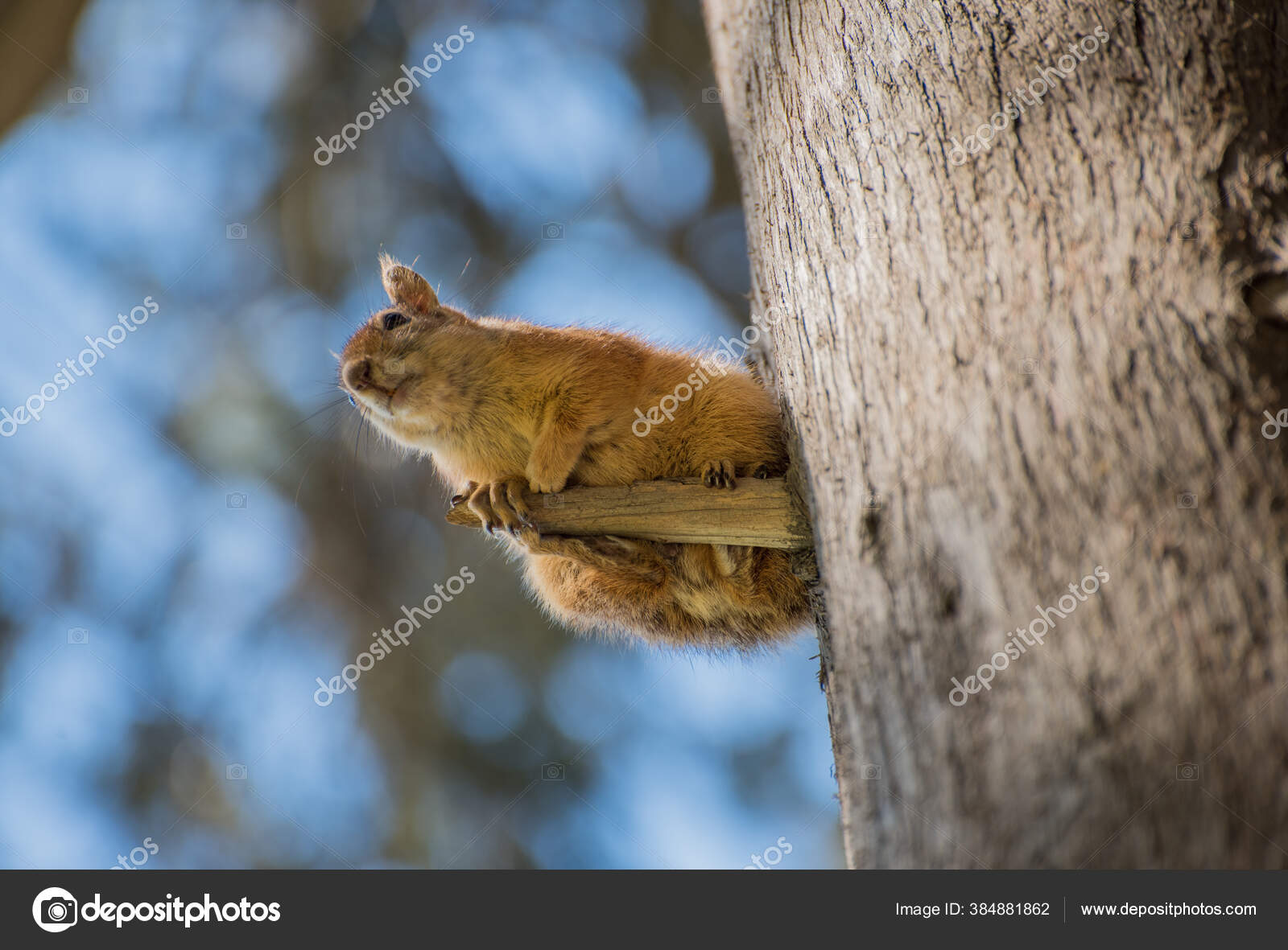Squirrel Sit Tree Squirrel Nature Stock Photo by ©resulmuslu 384881862