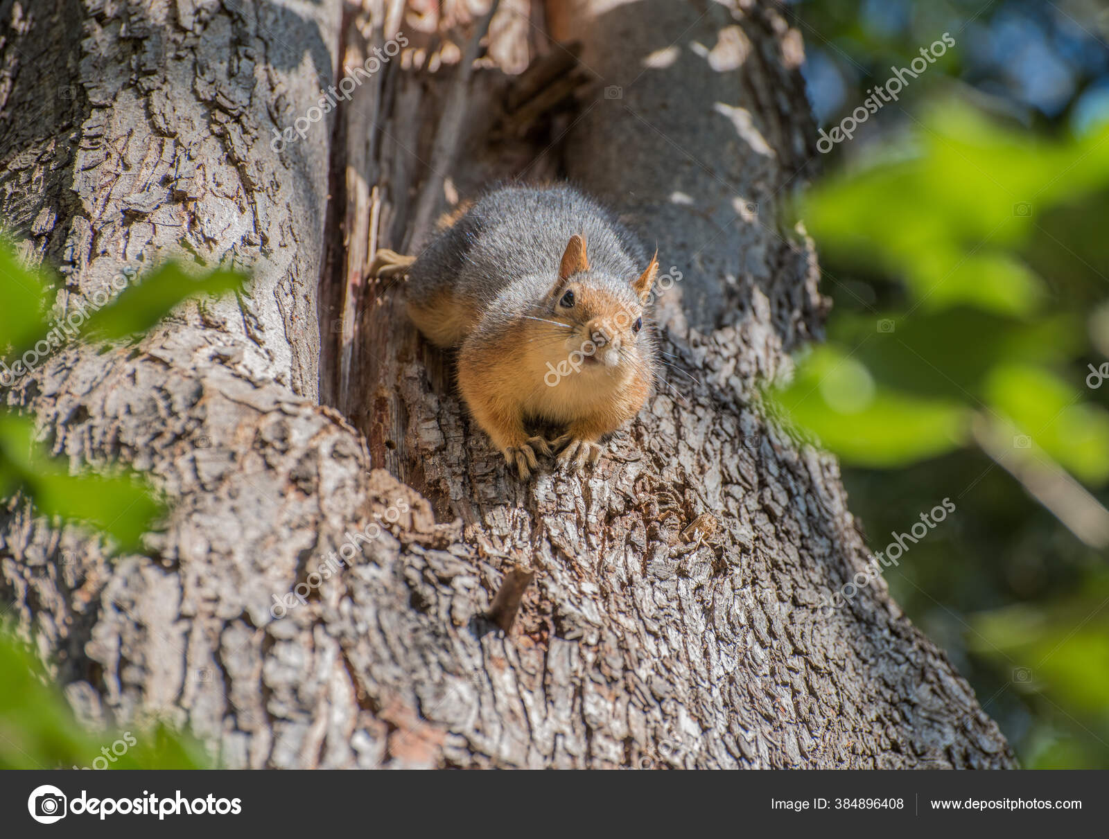 Squirrel Sit Tree Squirrel Nature Stock Photo by ©resulmuslu 384896408