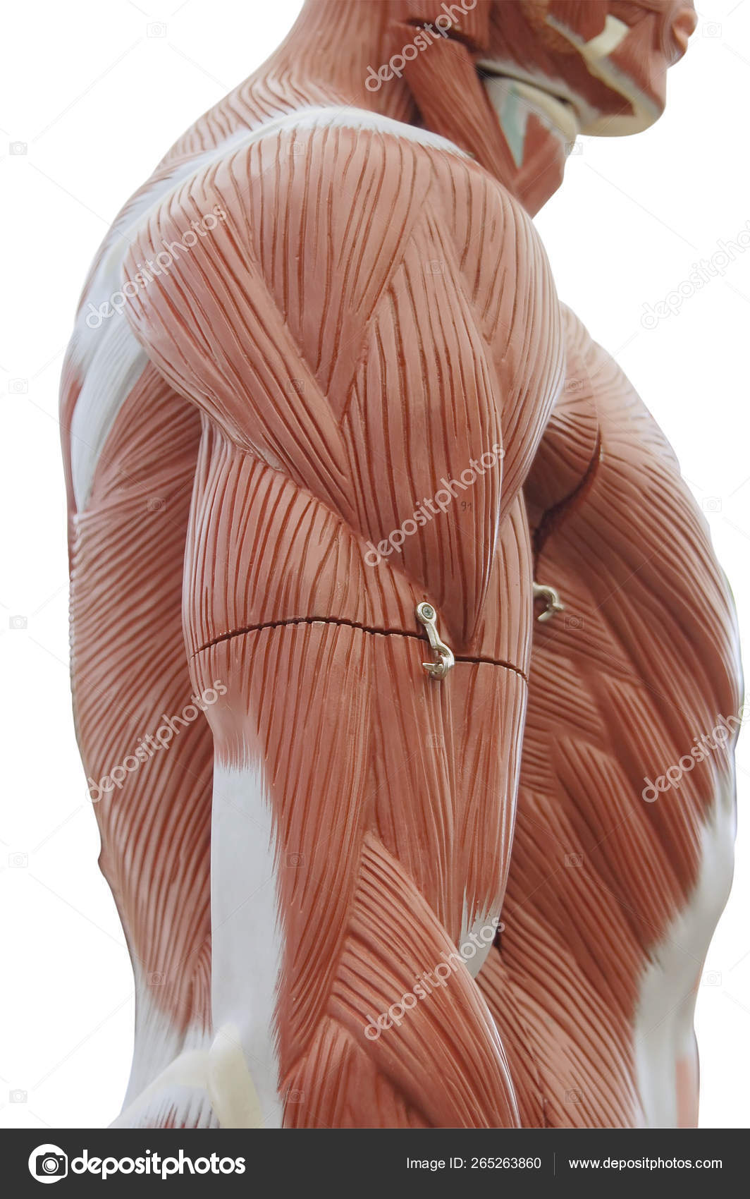 Muscle Models Anatomy
