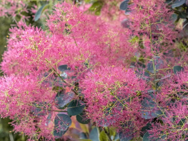 Smoke tree Stock Photos, Royalty Free Smoke tree Images | DepositPhotos