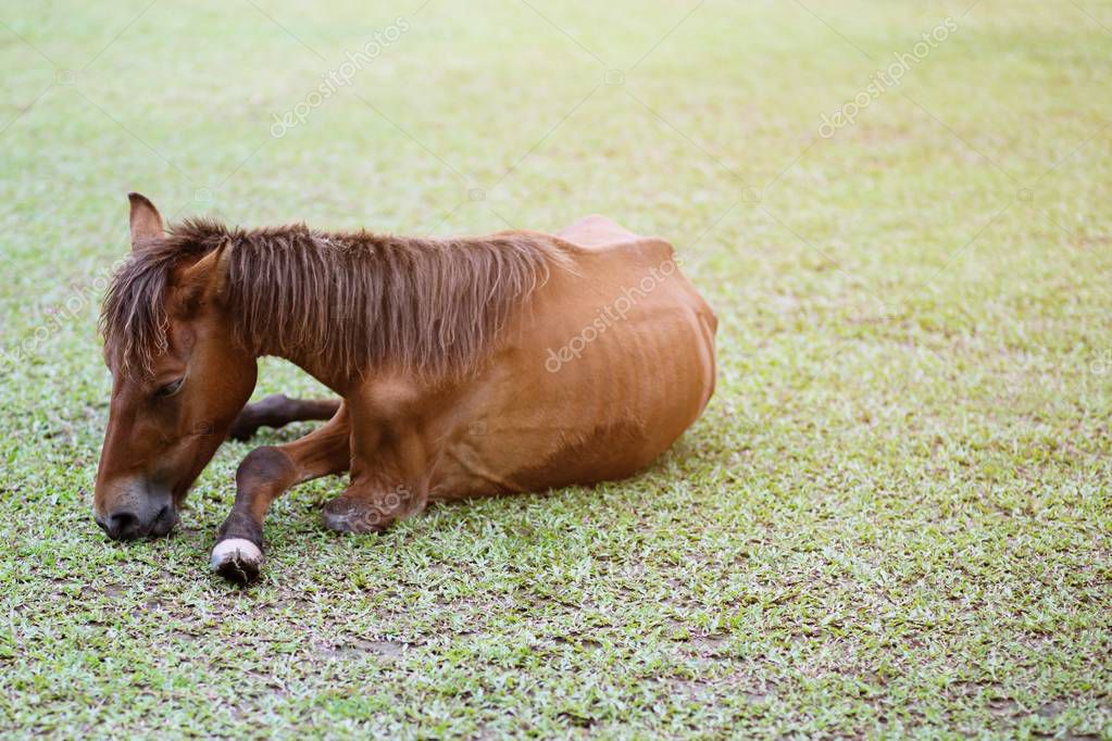 Piernas rotas marrones peste equina y flaco en el pasto en el verano al ...