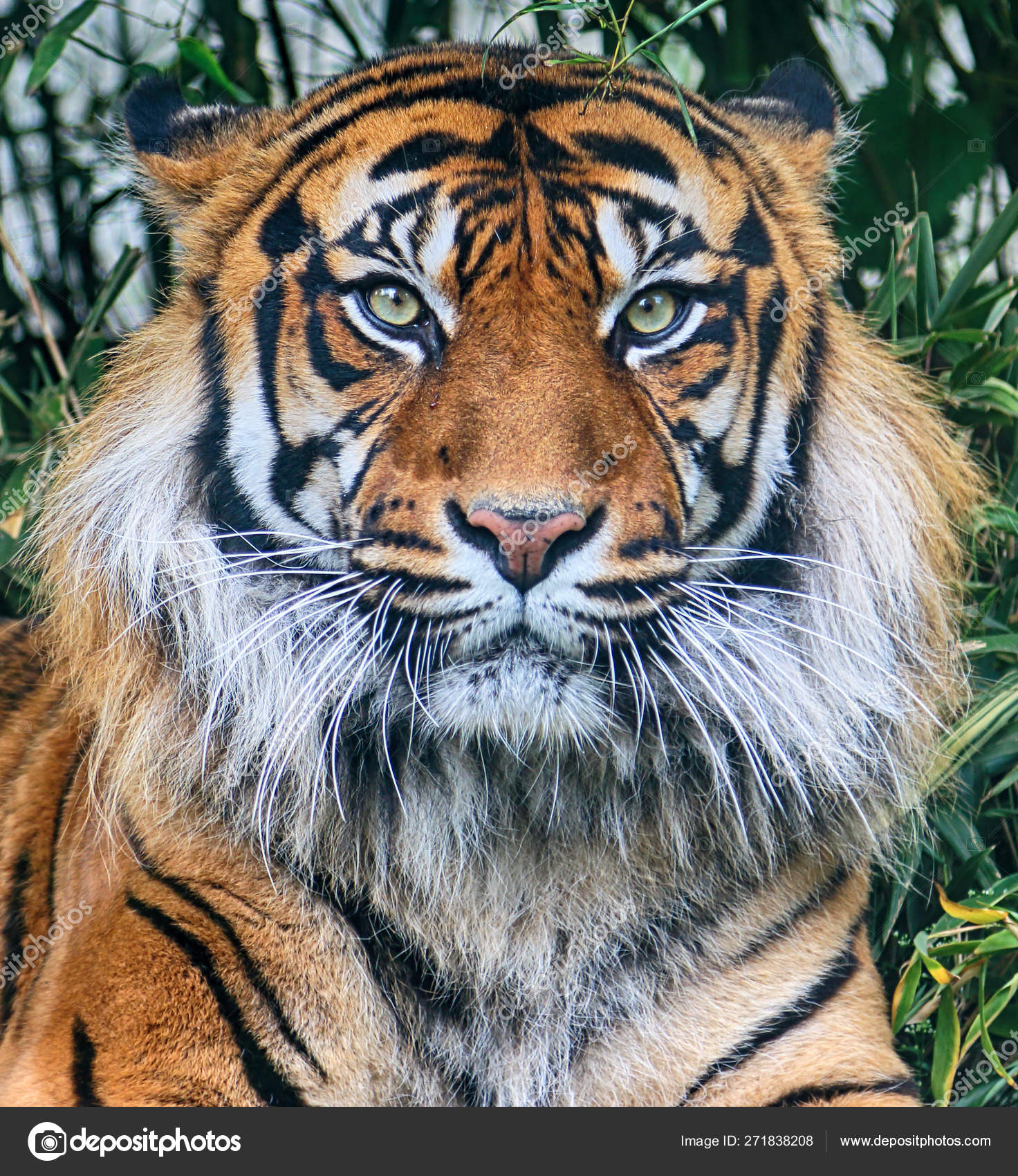 Wroclaw Poland May 2019 Sumatran Tiger Panthera Tigris Sumatrae Rare ...