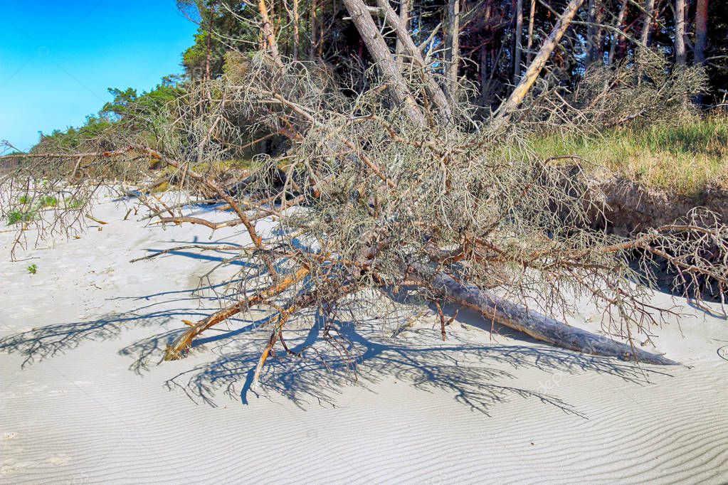 Parque Nacional Slowinski en la costa del Mar Báltico, cerca de Leba ...