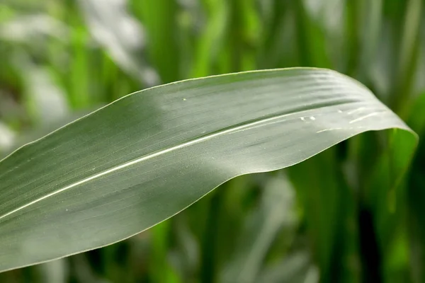 Corn leaves Images - Search Images on Everypixel