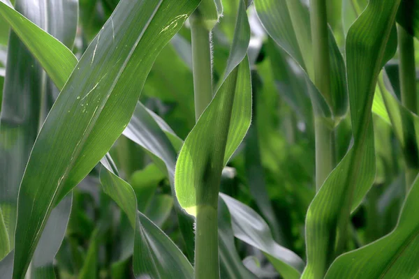 Corn leaves Images - Search Images on Everypixel