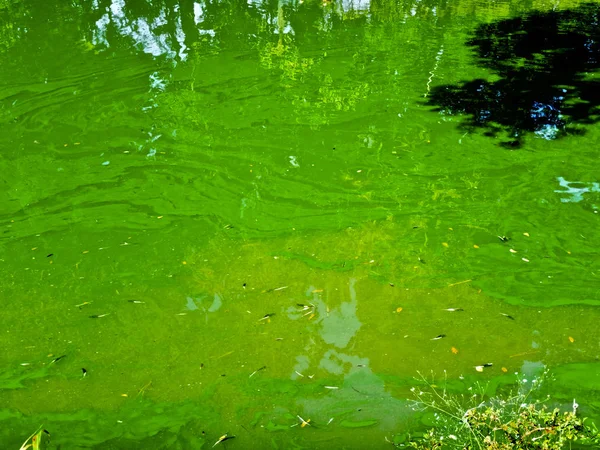 Algae Bloom Causes Green Water Pretty Pattern — Stock Photo © Jaimie ...