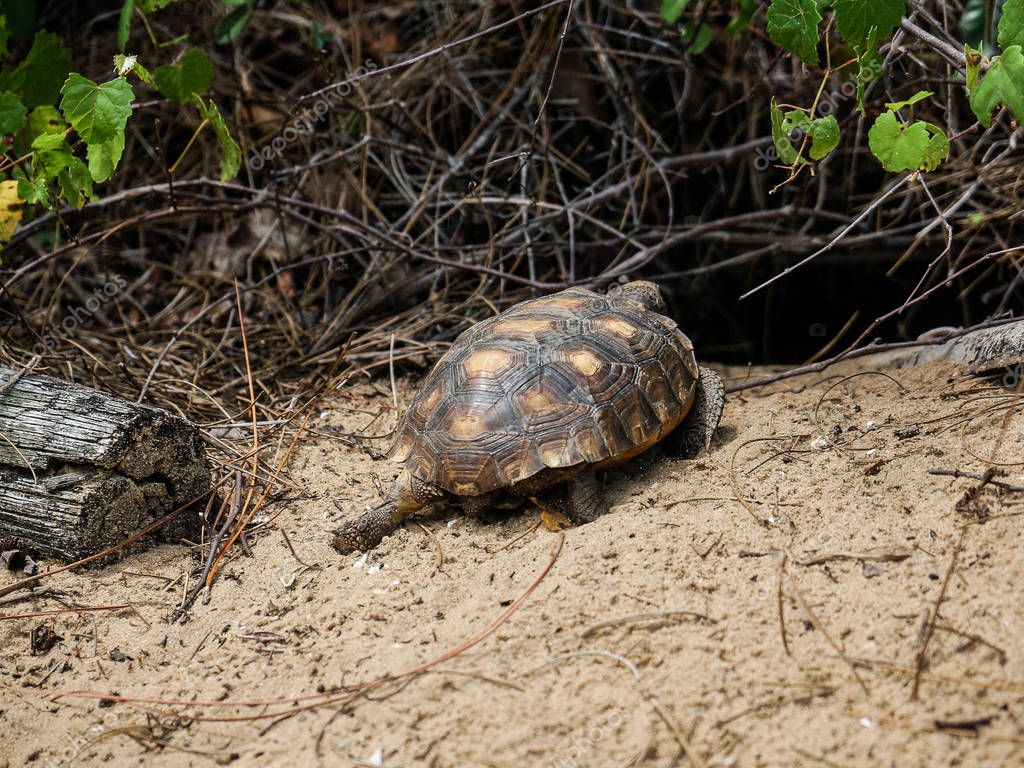 tortuga gopher en peligro de extinción en la playa del sur de Florida 2023