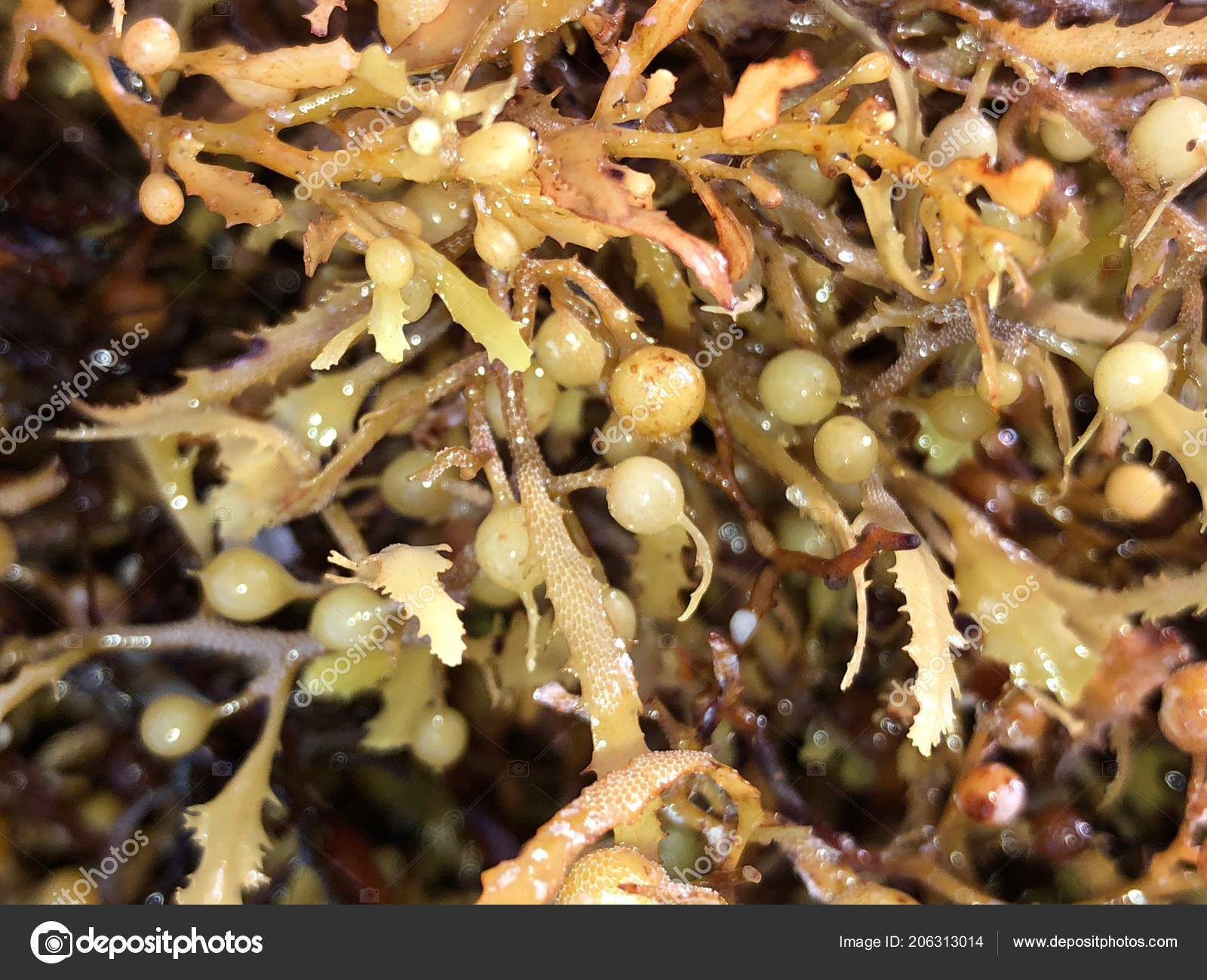 Brown Algae Thallus