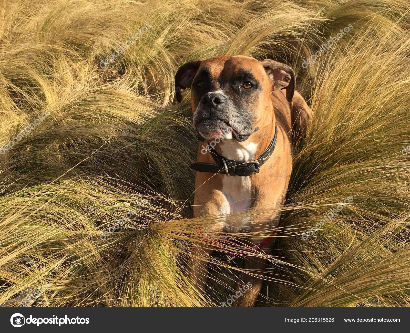 Golden Boxer Puppies