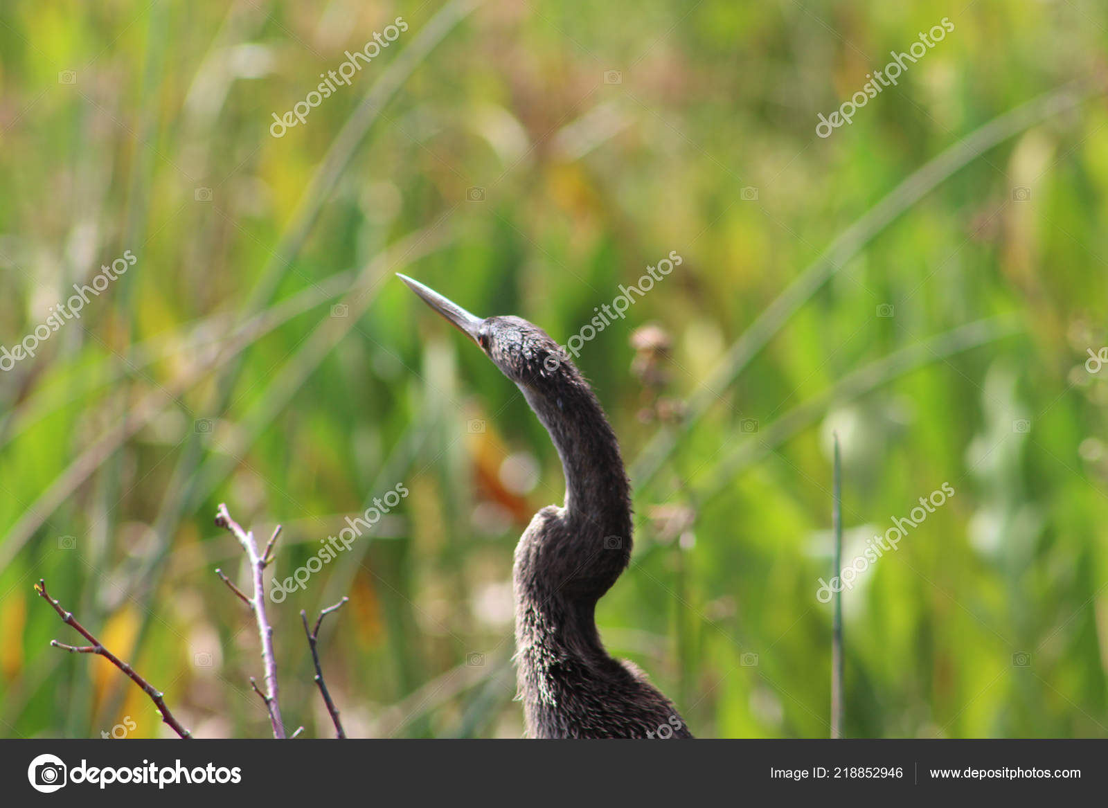 Anhinga Snake Bird Swamp Florida — Stock Photo © Jaimie_Tuchman #218852946