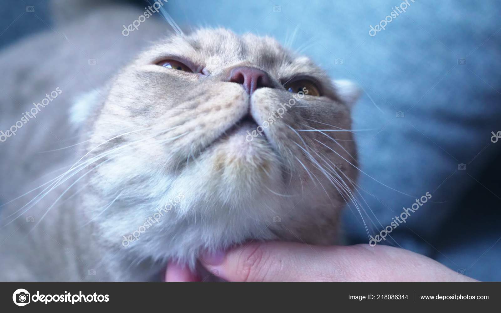 Scottish fold cat. a female hand stroking a cat. close-up — Stock Photo ...
