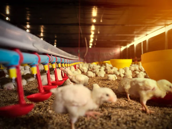 Pollo chiquito fotos de stock, imágenes de Pollo chiquito sin royalties ...